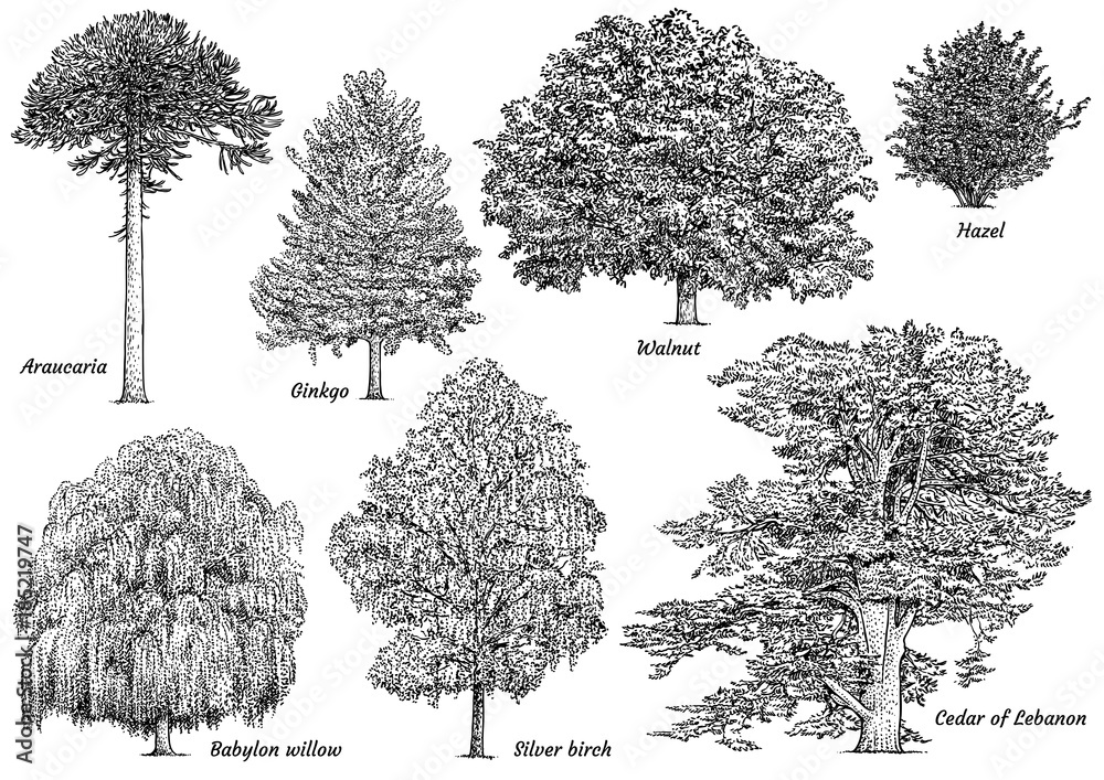 Tree collection illustration, drawing, engraving, ink, line art, vector ...