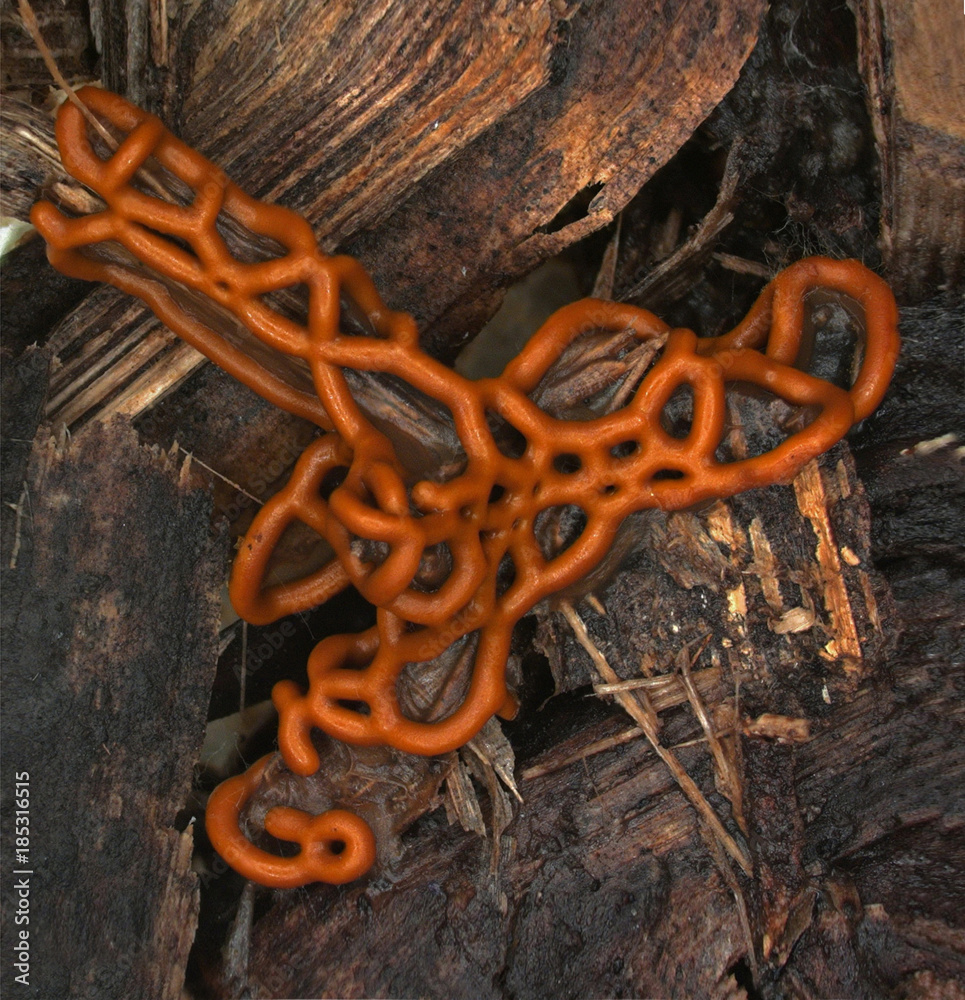 Plasmodiocarp fruit bodies of a slime mold, or myxomycete, Hemitrichia ...