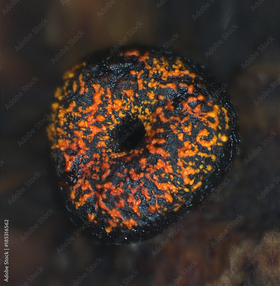 A doughnut-like fruit body of a slime mold, or myxomycete, Perichaena ...