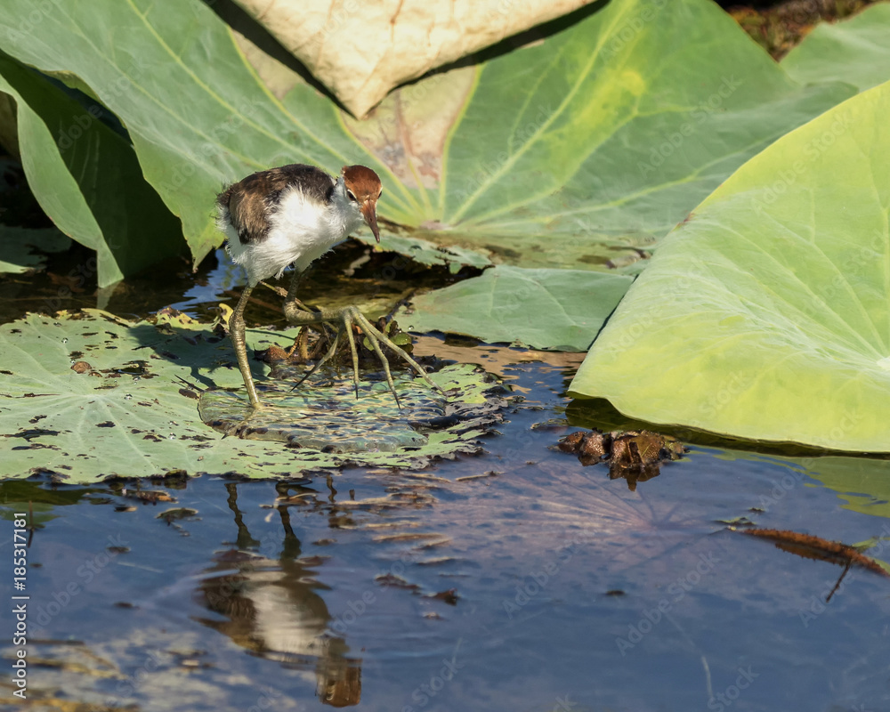 Jacana chick (Jacanidae) - also known as Jesus bird - walking on lily ...