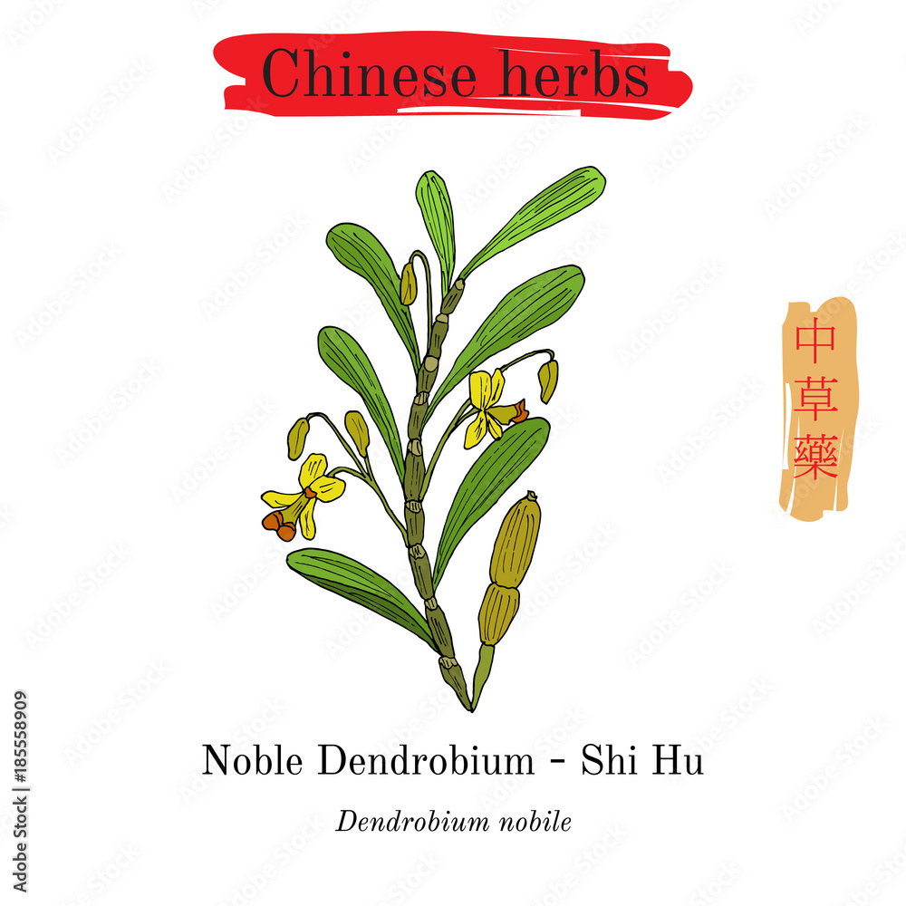 Medicinal herbs of China. Noble Dendrobium Stock Vector | Adobe Stock
