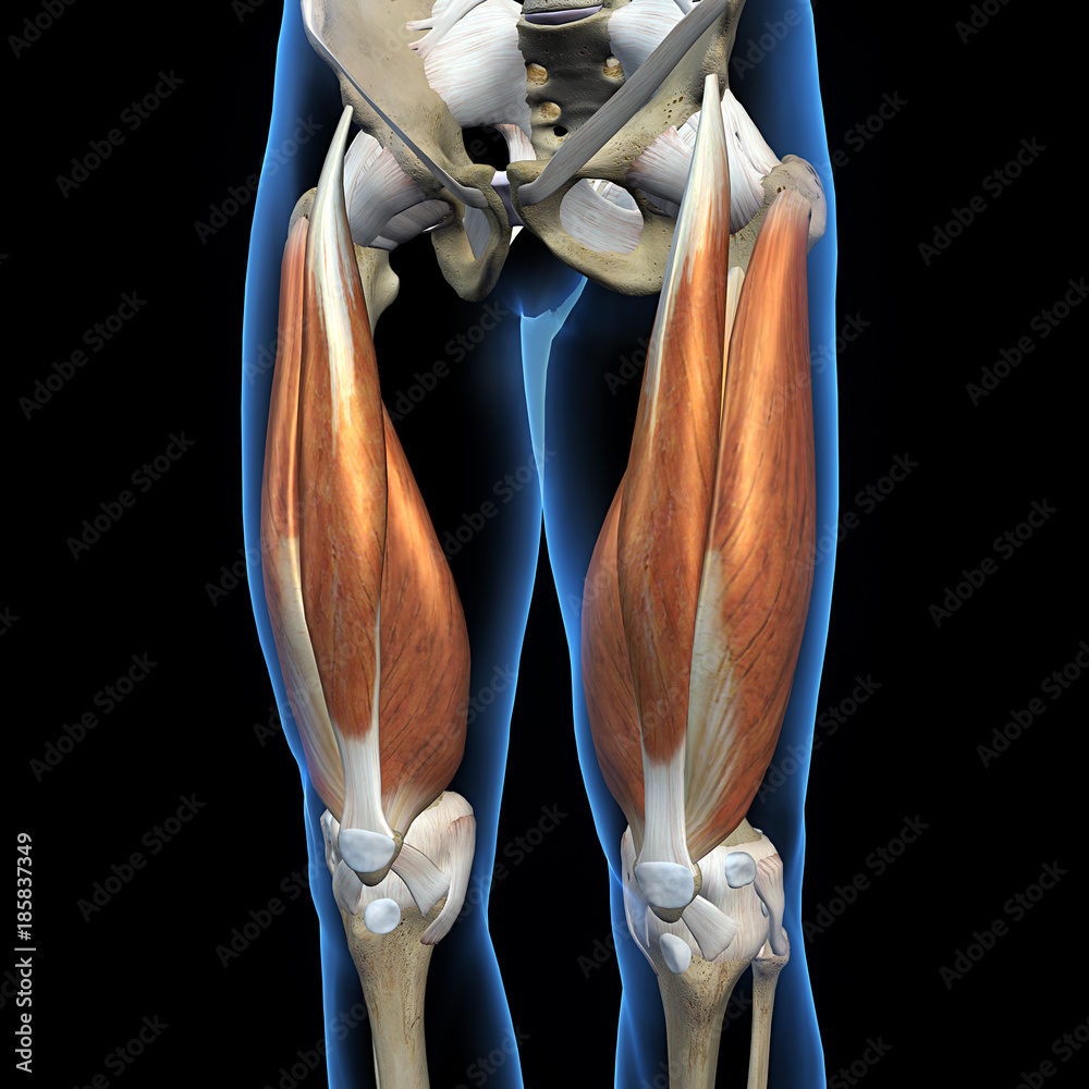 Ilustración de Stock Quadriceps Muscles of the Leg Anterior View ...