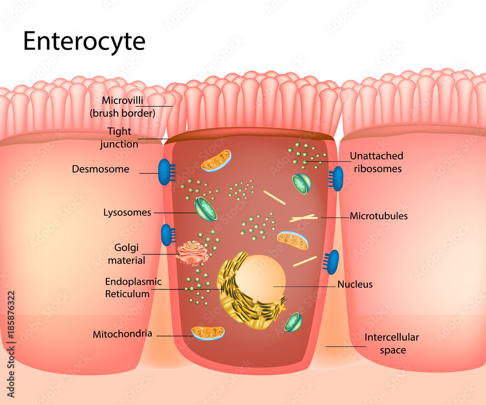 Intestinal absorptive cells/ Enterocyte Stock Vector | Adobe Stock