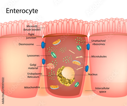 Intestinal absorptive cells/ Enterocyte – Stock-Vektorgrafik | Adobe Stock