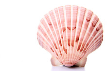 Ocean Clam Shell Free Stock Photo - Public Domain Pictures