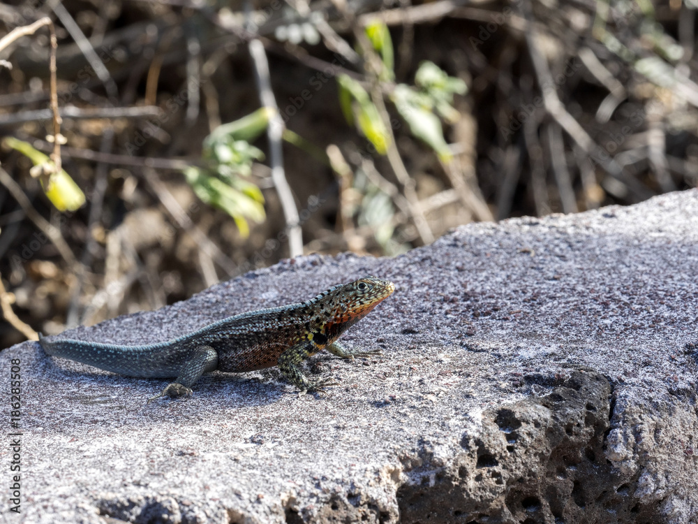 Galapagos lava lizard, Microlophus albemarlensis, is endemic to the ...