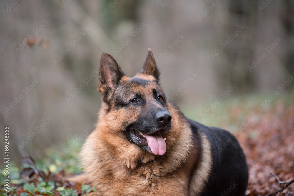 German shepherd lying in the forest in autumn, with friendly and happy ...