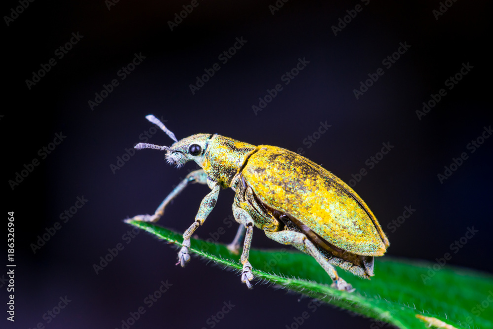 Blurry female Gold Dust Weevil (Coleoptera: Curculionidae: Entiminae ...
