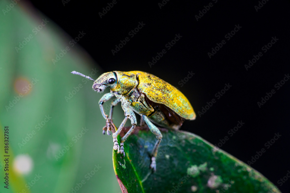 Female Gold Dust Weevil (Arthropoda: Insecta: Coleoptera: Curculionidae ...