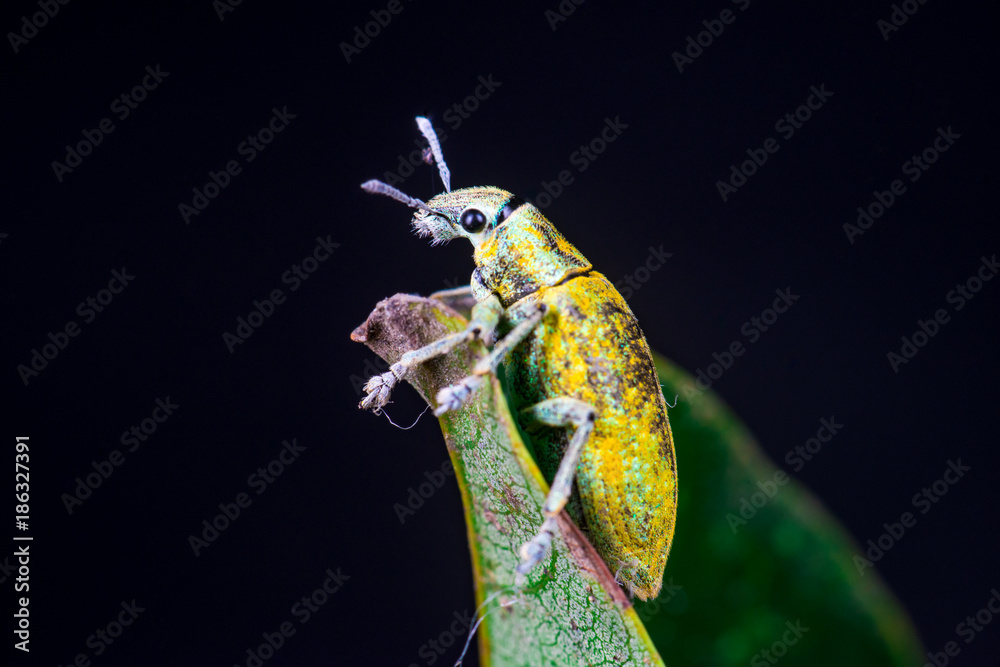 Female Gold Dust Weevil (Arthropoda: Insecta: Coleoptera: Curculionidae ...