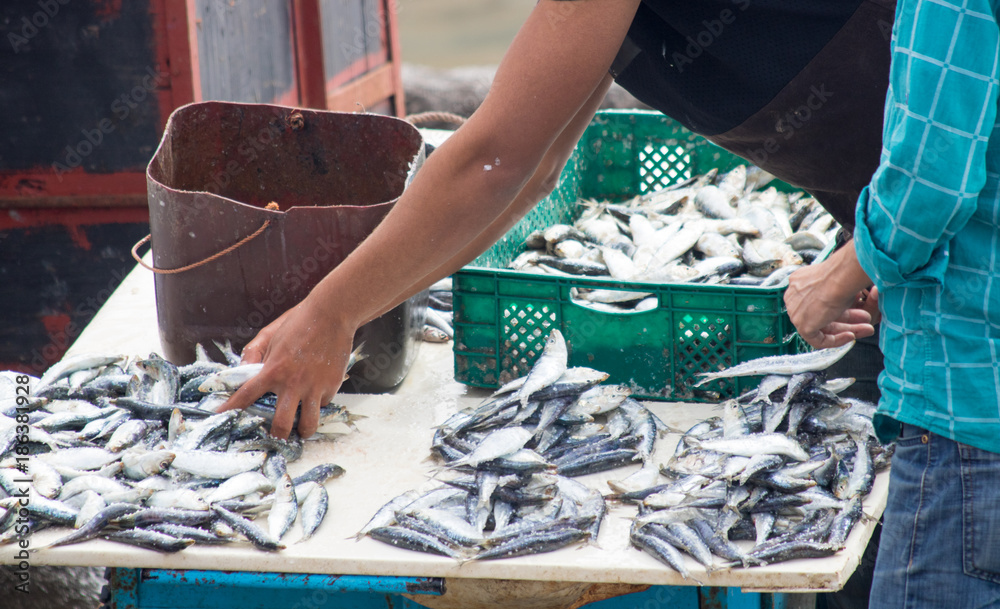 fish market Essaouira morocco catch selling fish shark, swordfish ...