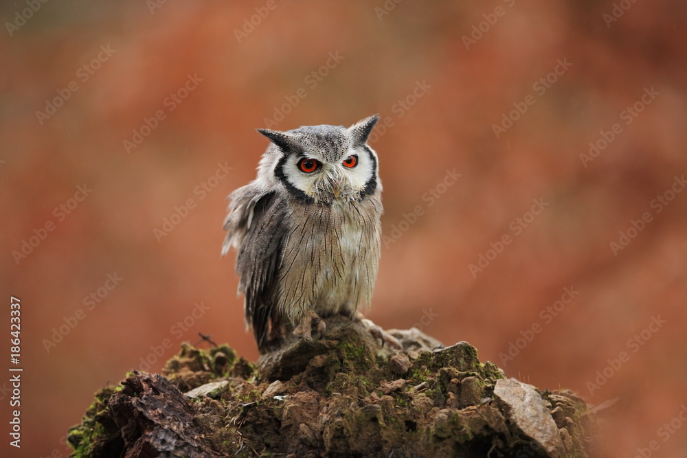 Southern White-faced Owl. Ptilopsis grants. African owl. Owl lives on ...