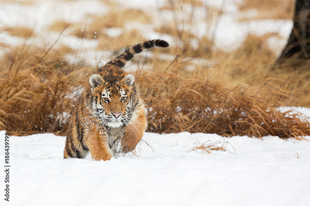 Siberian tiger (Panthera tigris tigris) also called Amur tiger.The ...