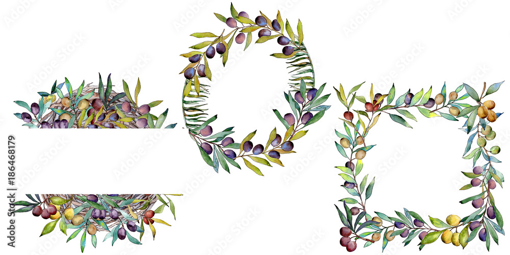 Olive tree frame in a watercolor style. Full name of the plant ...