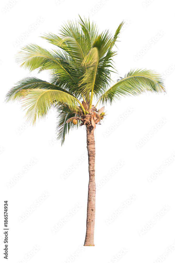 coconut tree isolated on white background Stock Photo | Adobe Stock