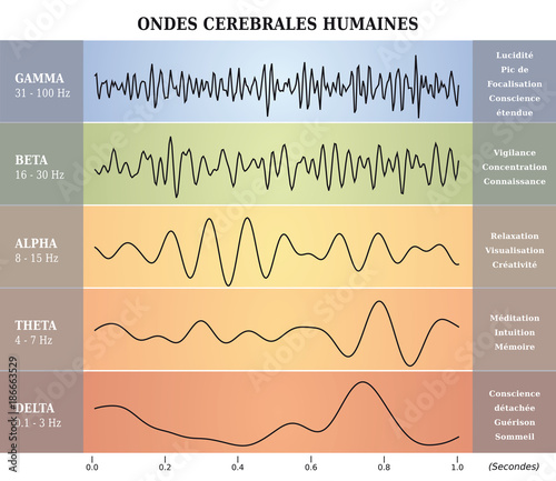 Ondes Cérébrales Humaines Diagramme / Illustration Multicolore - Texte ...
