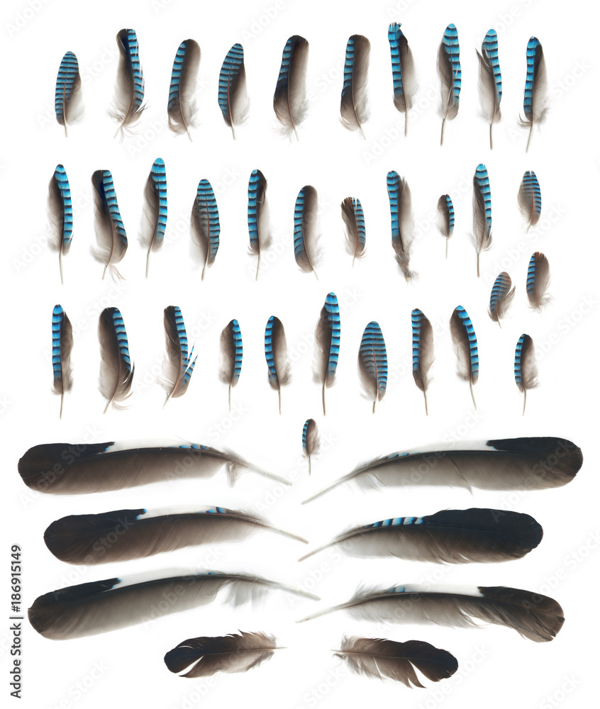 Close up blue jay wing feathers isolated on white background Stock ...