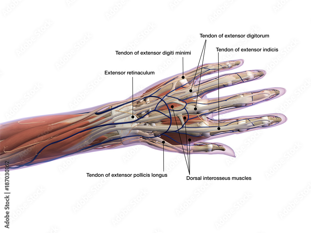 Ilustración de Stock Hand Labeled Tendons and Muscle Anatomy Dorsal ...