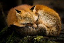 Red Fox Sleeping In Snow Free Stock Photo - Public Domain Pictures
