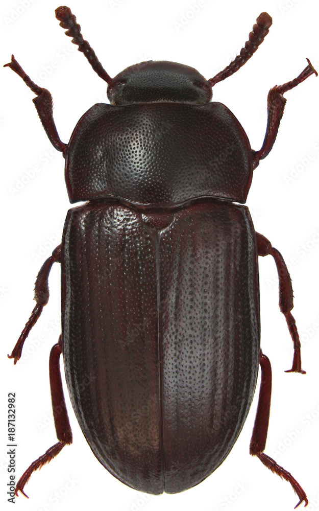 Alphitobius laevigatus is a species of beetle in the family ...