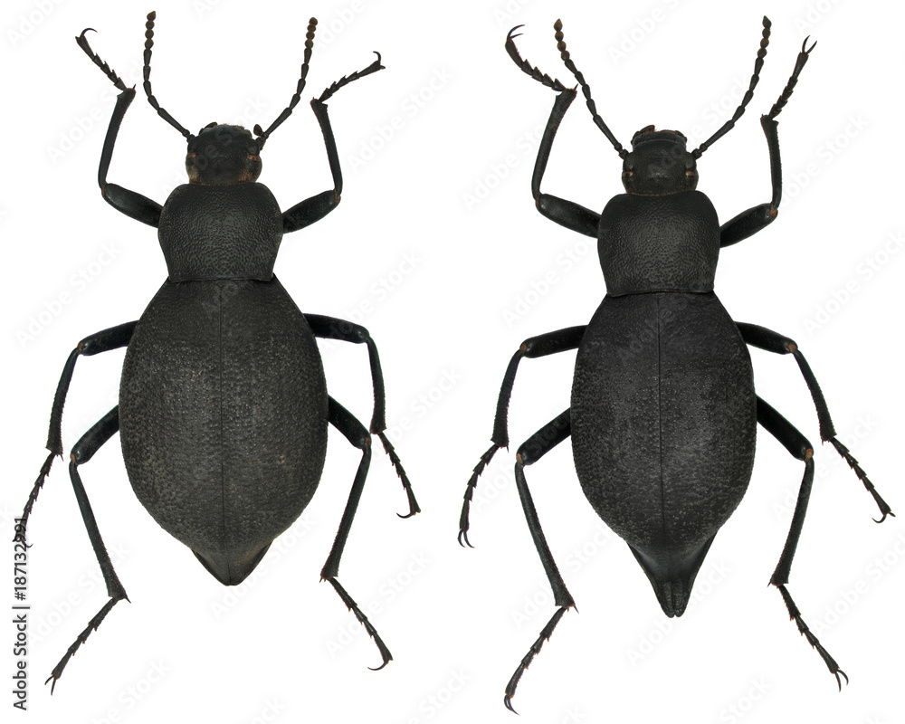 Blaps japonensis is a species of beetle in the family Tenebrionidae ...