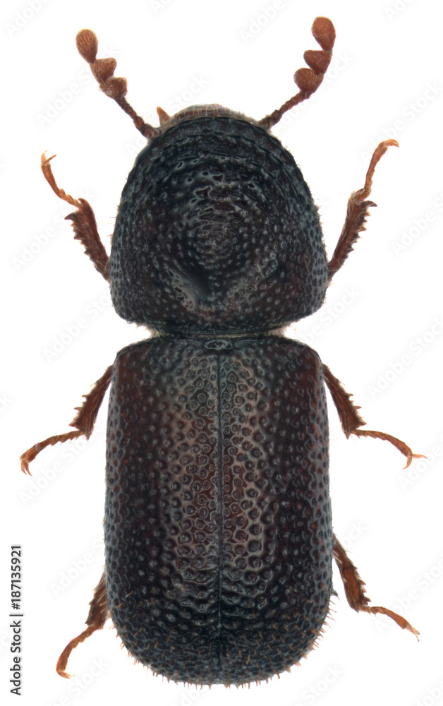 Dinoderus bifoveolatus is a species of wood-boring beetle from family ...
