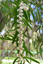 Western Australian Peppermint Tree Free Stock Photo - Public Domain ...
