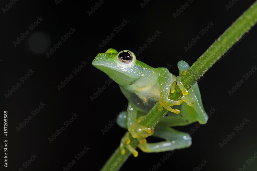 Glasfrosch (Teratohyla pulverata) - Powdered glass frog Stock Photo ...
