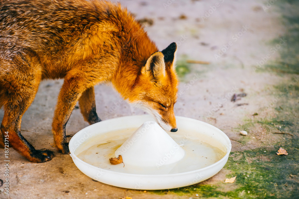 Red orange lonely unhappy fox in captivity drinking water from plastic ...
