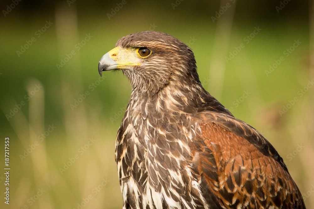 Harris's Buzzard close up, predator on the prowl, brown bird with a ...
