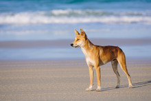 Dingo Free Stock Photo - Public Domain Pictures