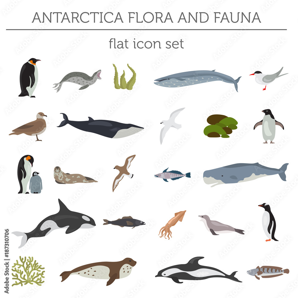 Antarctic, Antarctica, flora and fauna map, flat elements. Animals ...
