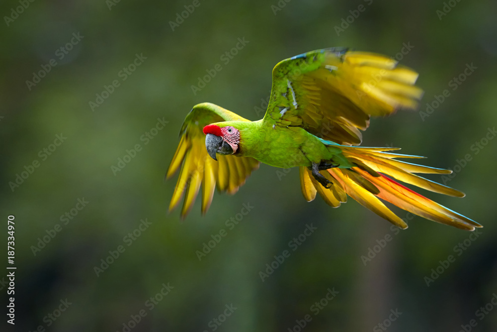 Endangered parrot, Great green macaw, Ara ambiguus, also known as ...