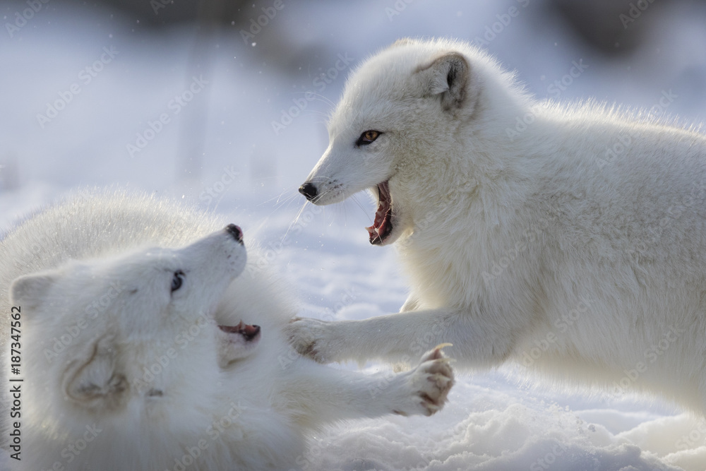 Arctic fox fighting in winter Stock Photo | Adobe Stock