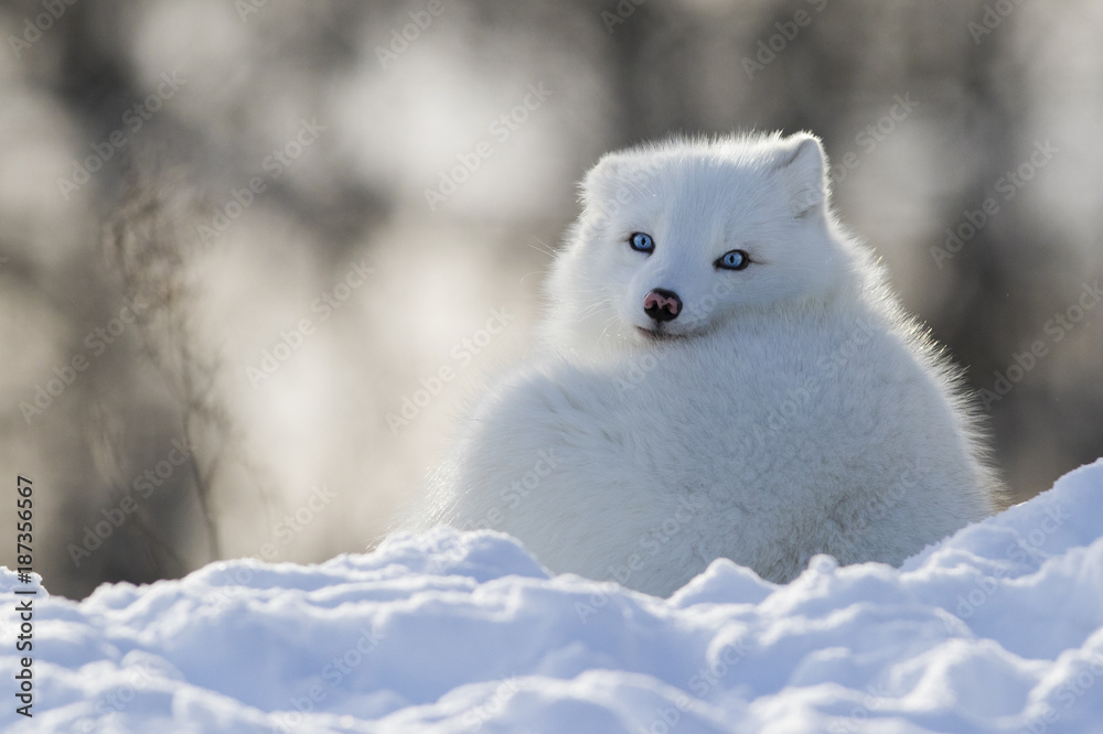 Cute Arctic Fox With Blue Eyes
