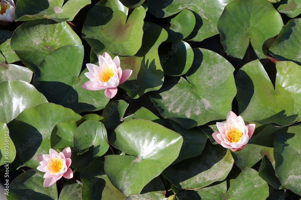 Blooming cultivar hybrid hardy water lily (Nymphaea x marliacea 'Rosea ...