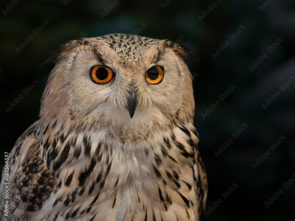 owel in the wood Stock Photo | Adobe Stock