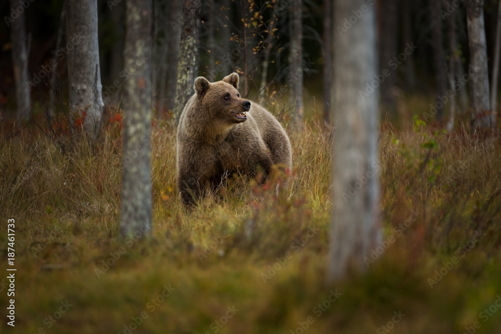 ภาพถ่าย Stock Ursus arctos. The brown bear is the largest predator in ...