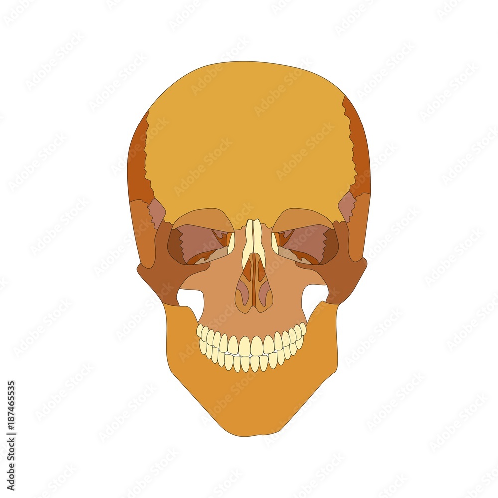 human skull front view. isolated on white background Stock Vector ...