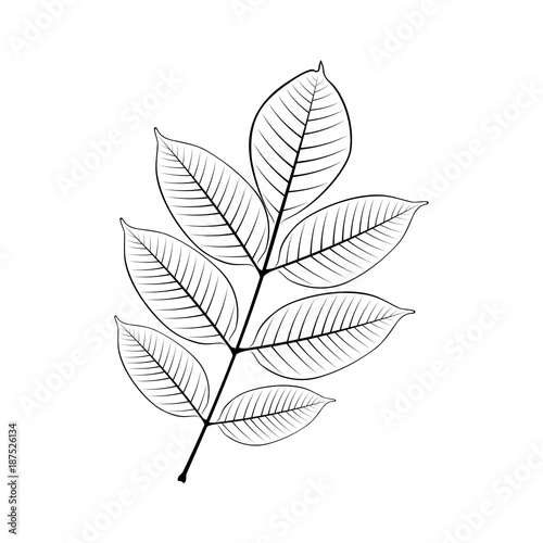 Ash Tree Silhouette Sketch Coloring Page
