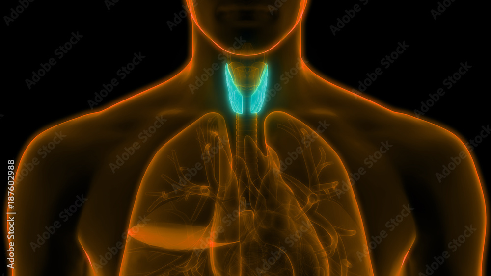 Human Body Glands Anatomy (Lobes of Thyroid Gland) Stock Illustration ...