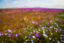 Poppy Desert Flower Field Free Stock Photo - Public Domain Pictures