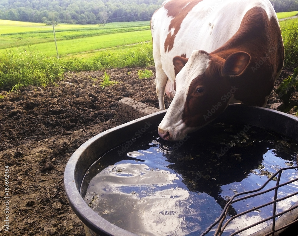 Cow drinking water from trough Stock Photo | Adobe Stock