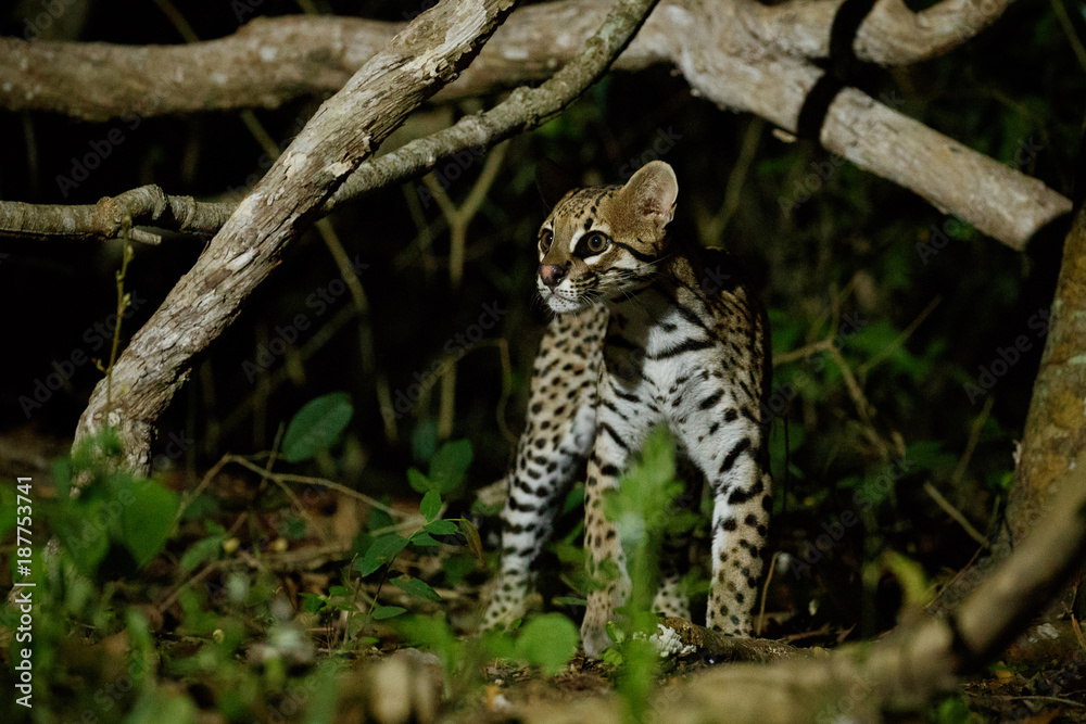 Very rare ocelot in the night of brazilian jungle, endangered and ...
