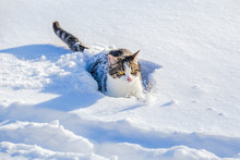 Cat In The Snow Free Stock Photo - Public Domain Pictures