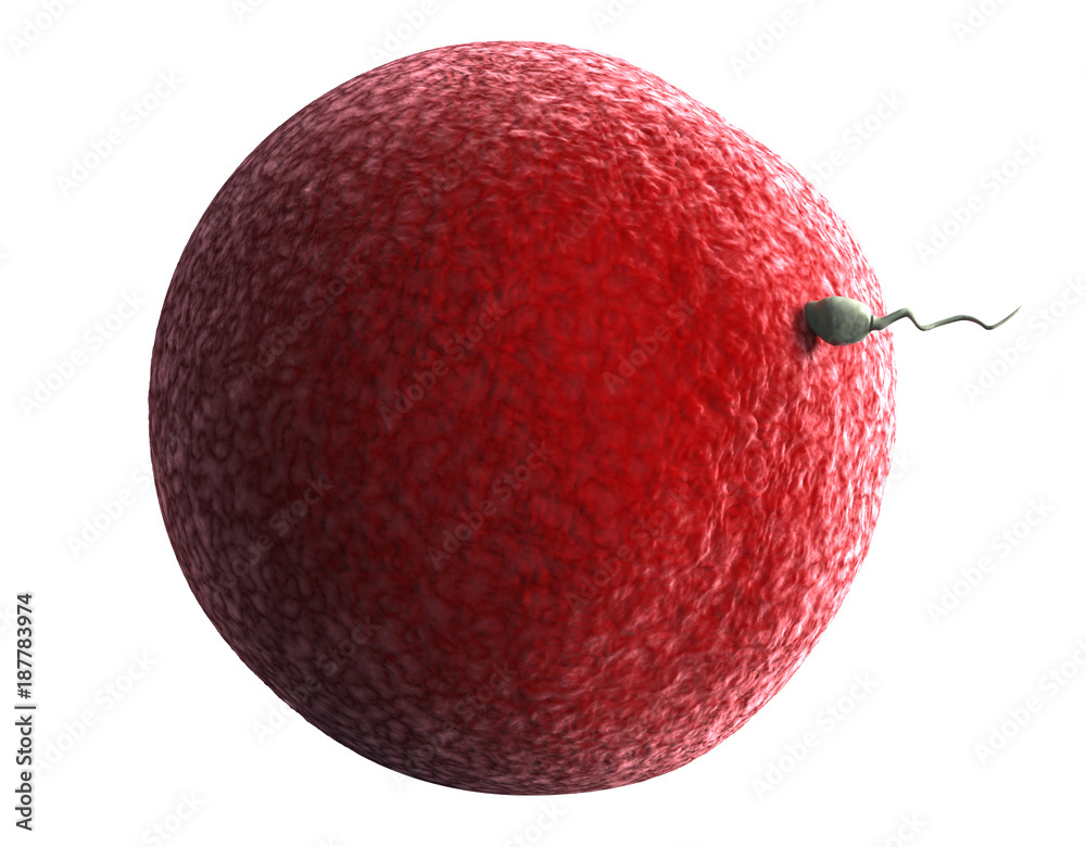 sperm fertilize with ovum with white background Stock Illustration ...