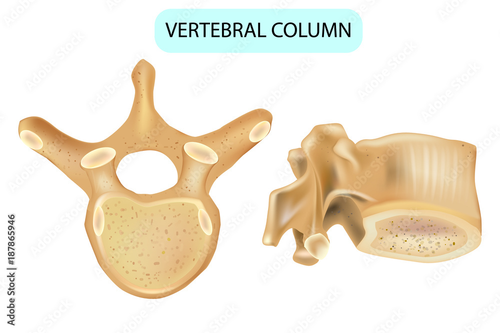 Anatomy of a vertebra. Vertebral column. Human spine vertebral bones ...