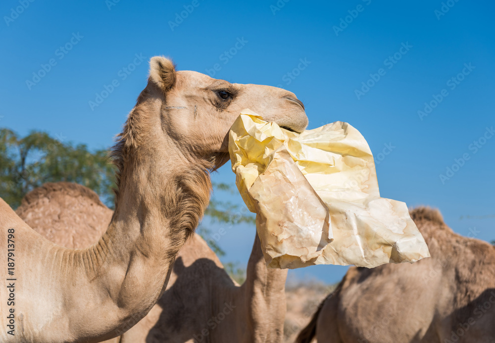 wild camels in the hot dry middle eastern desert eating plastic garbage ...