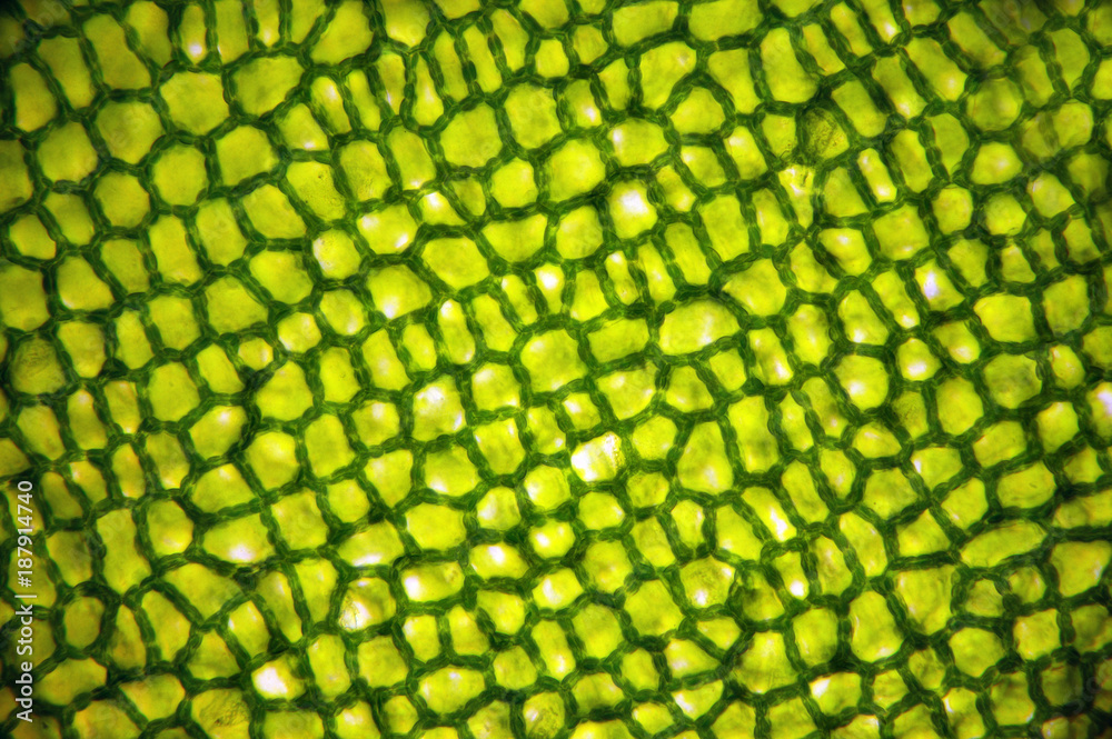 Plant tissue, plant cells under a microscope Stock Photo | Adobe Stock