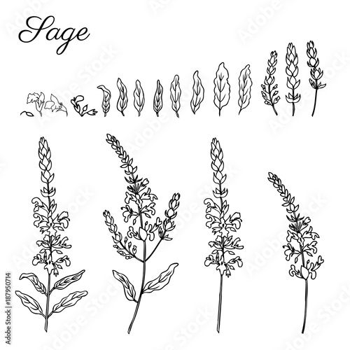 Sage flower vector isolated on white background, Hand drawn ink doodle ...